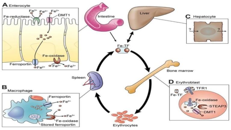 Iron Toxicity Post #56: How Anemia of Inflammation is misdiagnosed ...